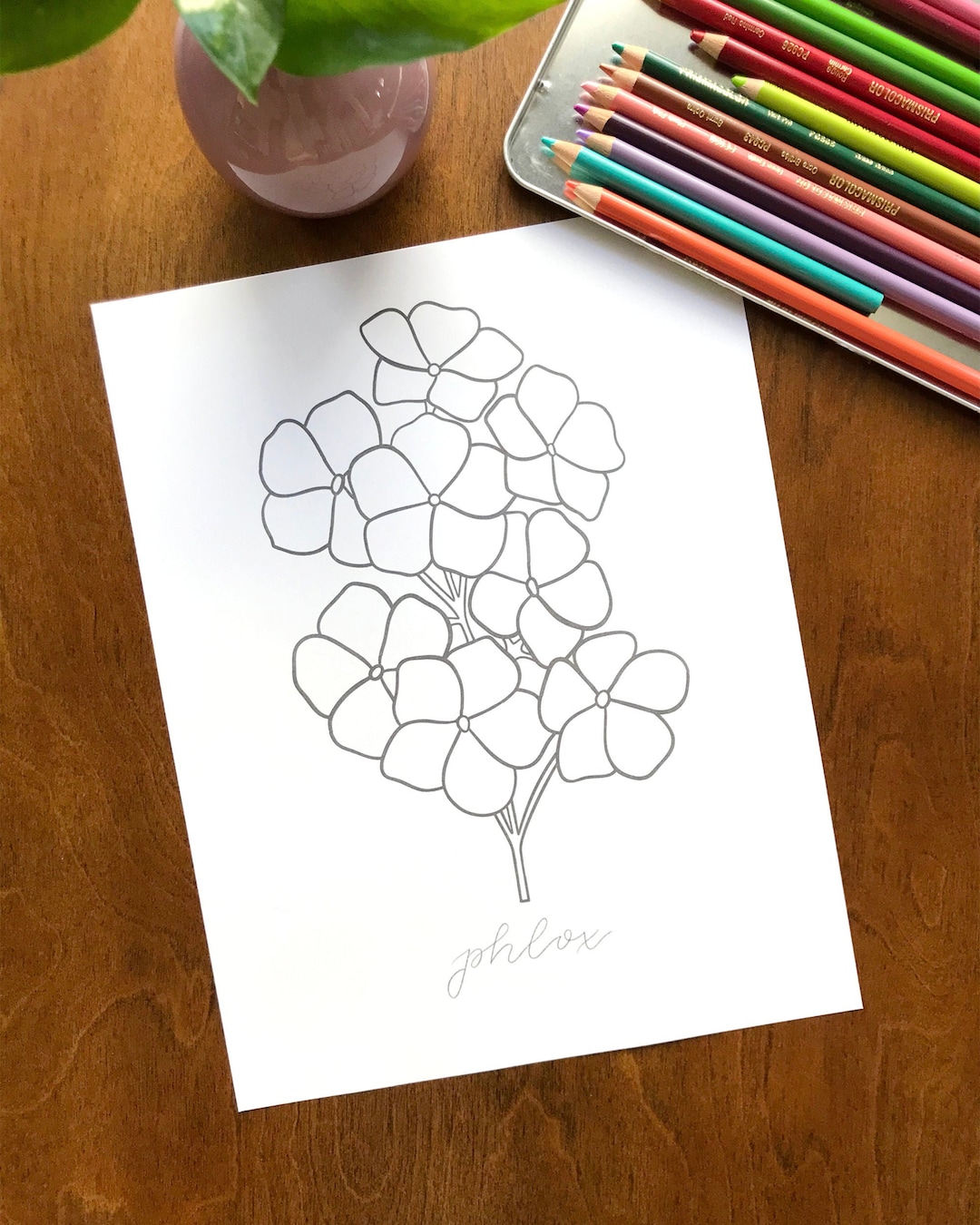 Phlox Wildflower Coloring Pages, Modern Floral Color Sheets, DIY Easy ...