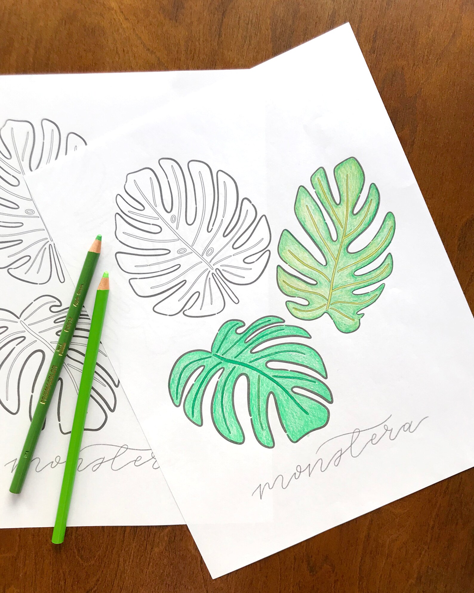 Monstera Leaf Coloring Page Fun Modern Monstera Leaf Drawing - Etsy
