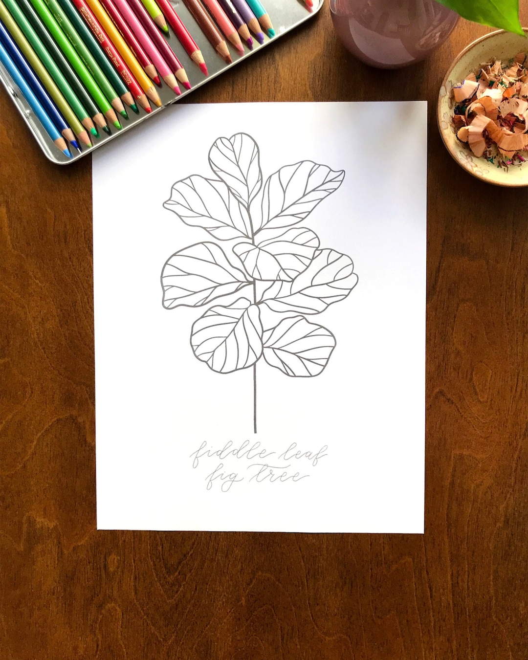 Fiddle Leaf Fig Tree Coloring Page: Hand Drawn Plant Drawing (digital ...