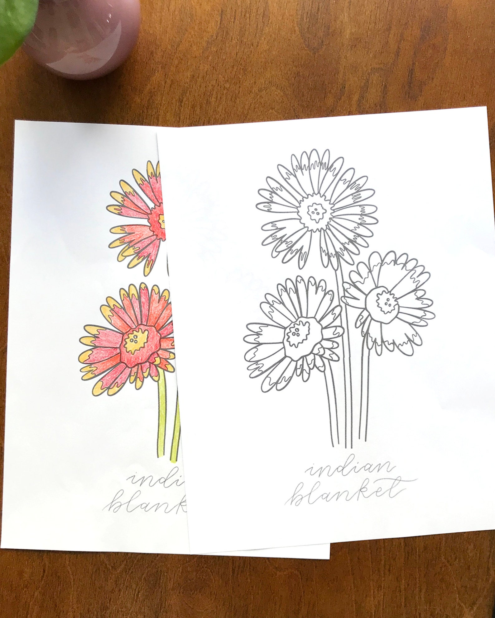 Hand Drawn Indian Blanket Flower Coloring Page Printable - Etsy