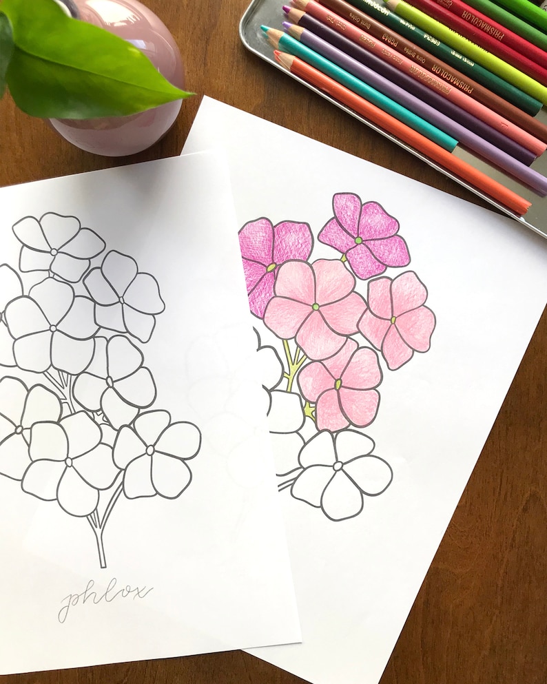Phlox Wildflower Coloring Pages Modern Floral Color Sheets | Etsy