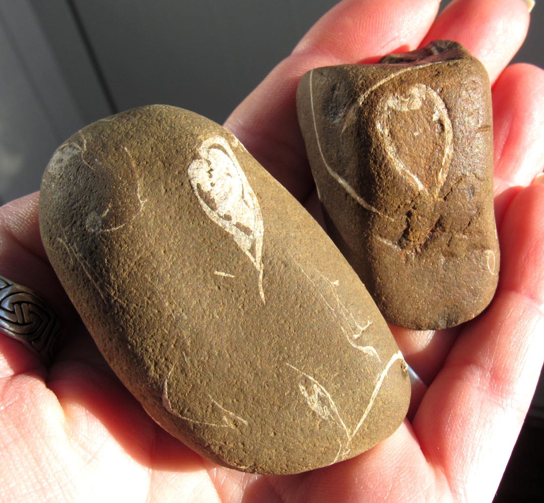 Love Heart Fossils in Beach Pebbles / Two Northumberland Beachcombed ...