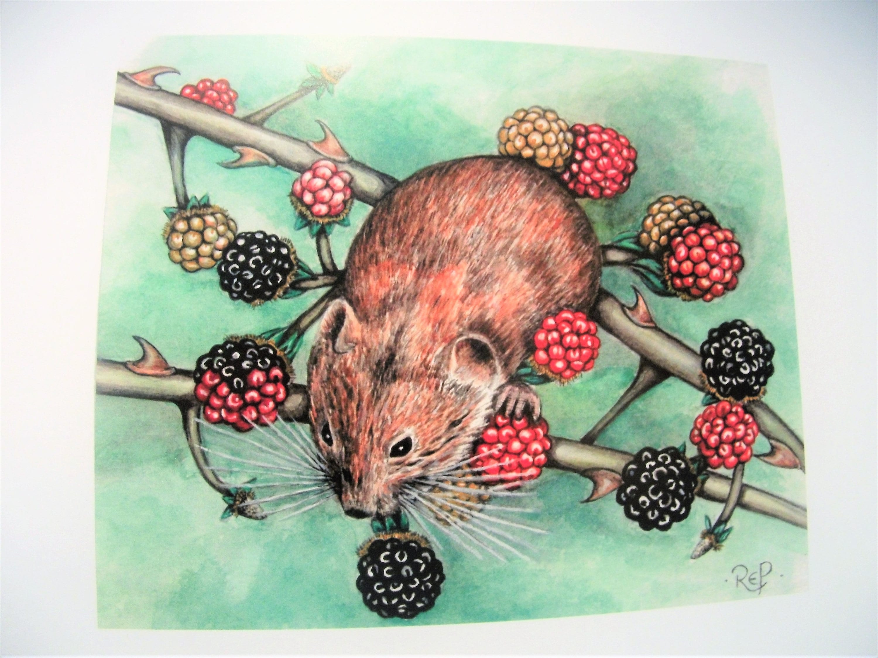 Harvest Mouse on Blackberries Art Print Limited Edition Fine | Etsy UK