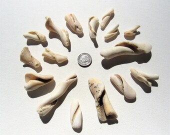 Whelk Sea Shell - Etsy