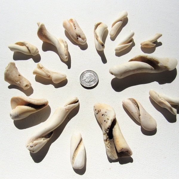 Pink Shell Ornament - Etsy