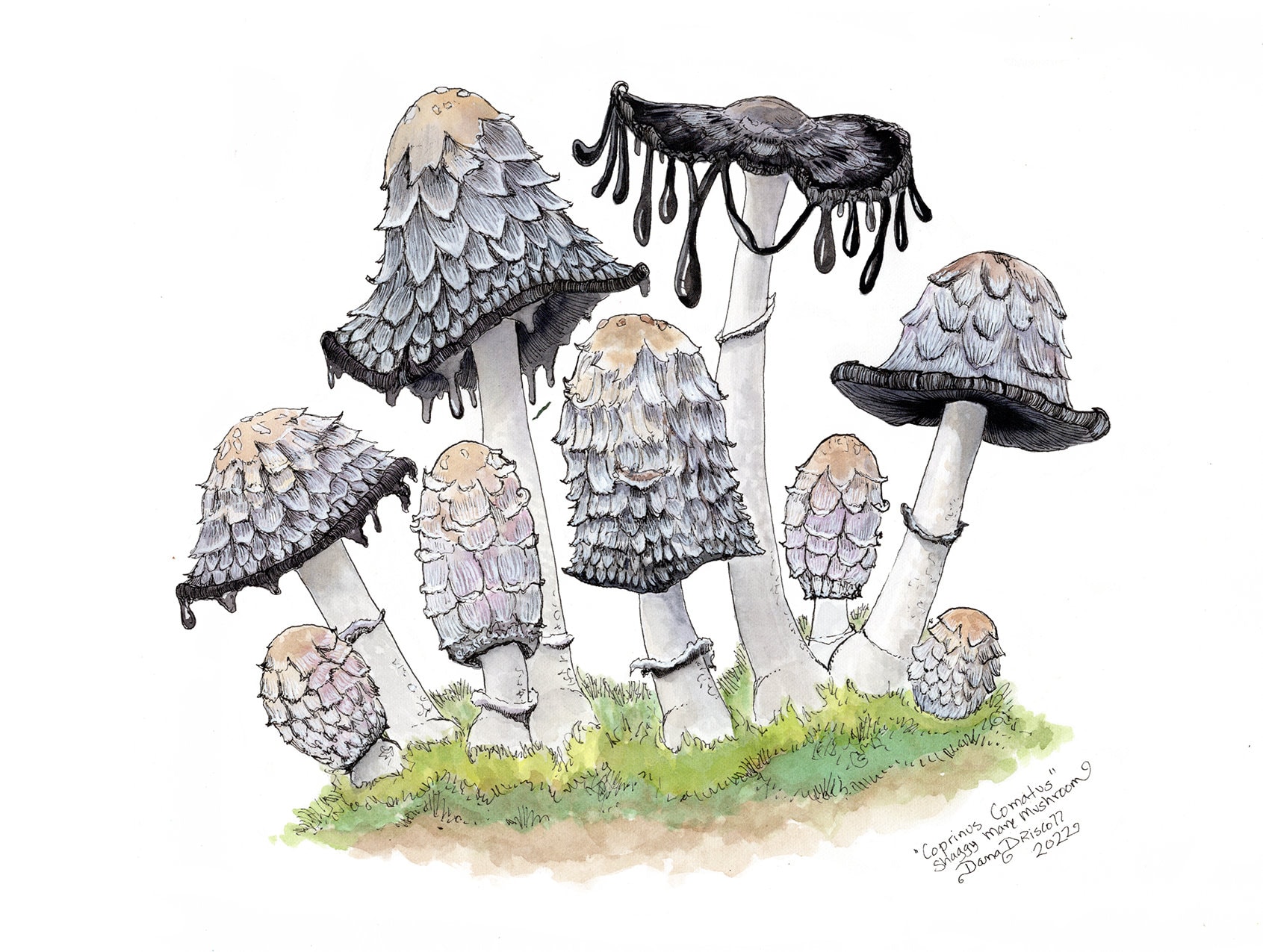 Shaggy Mane Inky Cap Mushrooms