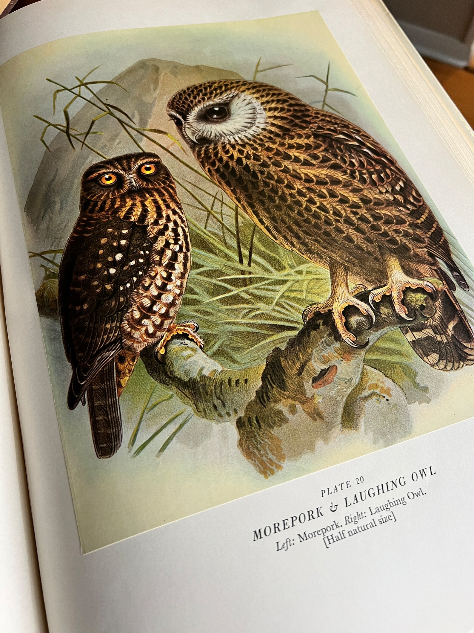 Buller’s Birds of New Zealand Art Book Vintage 1967 Edition - Zoology ...