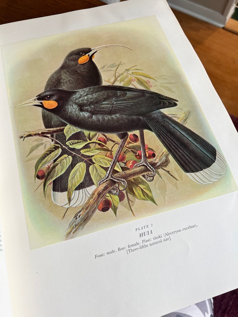 Bullers Birds of New Zealand Art Book Vintage 1967 Edition Zoology ...
