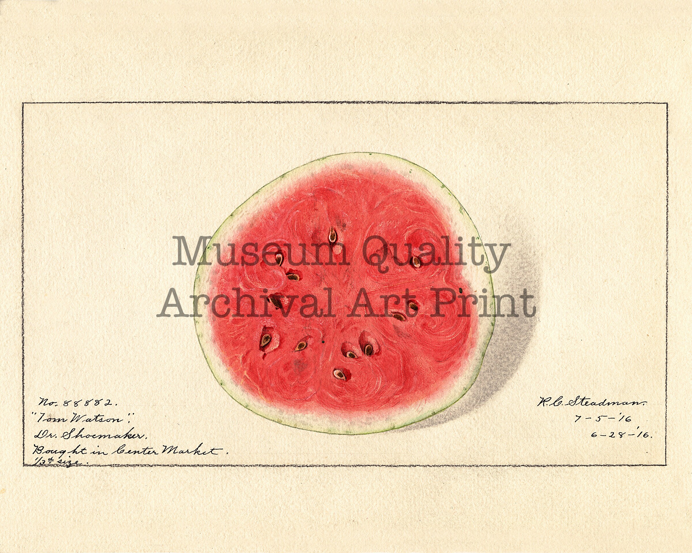 Watermelon-pomology Restored Remastered Museum Quality Archival Giclée ...