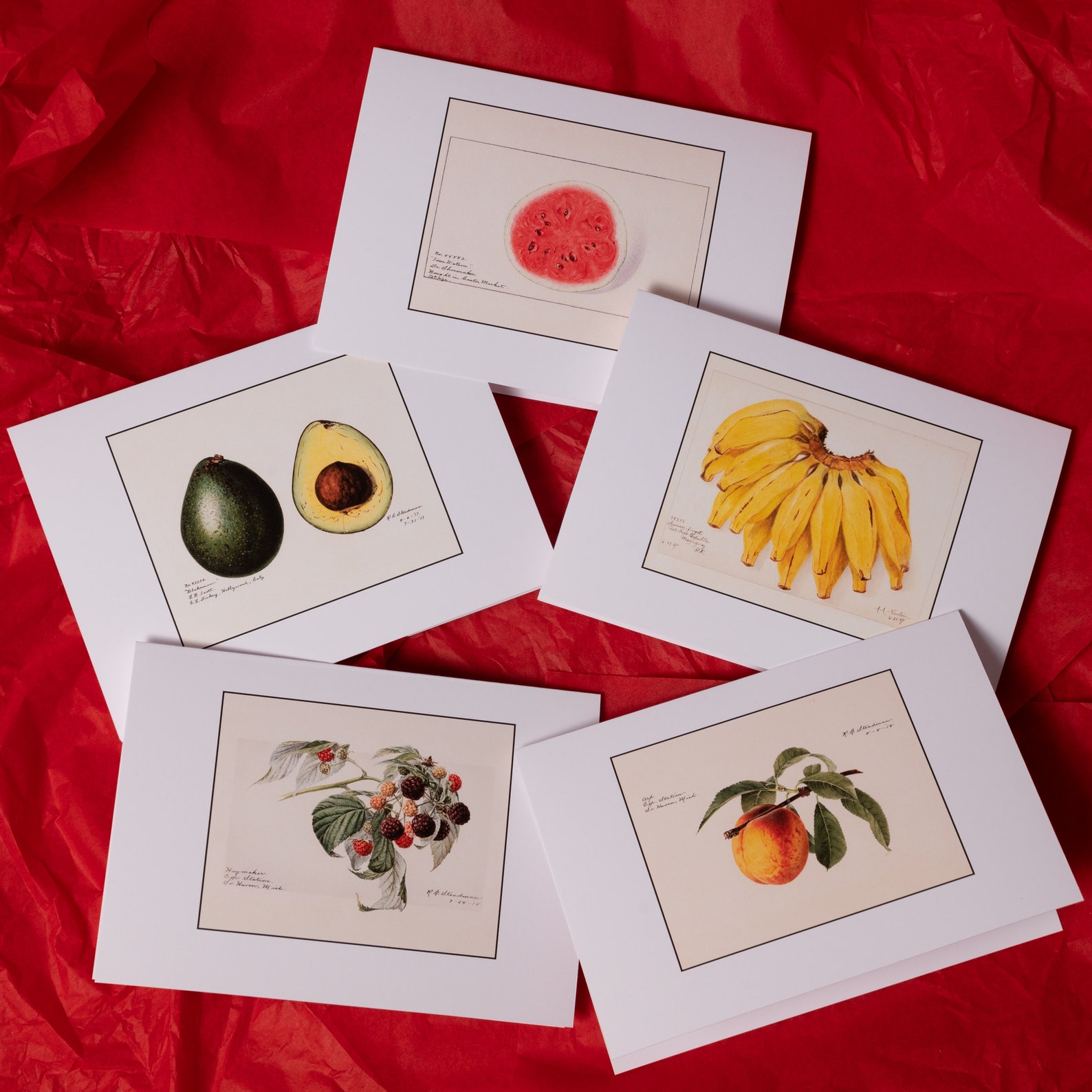 Pomology Fruit Framable Cards 10-pack -colorful Gift Kitchen Decor 5x7 ...