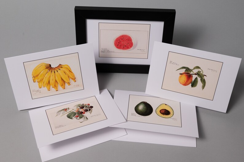 Pomology Fruit Framable Cards 10-pack colorful Gift Kitchen - Etsy