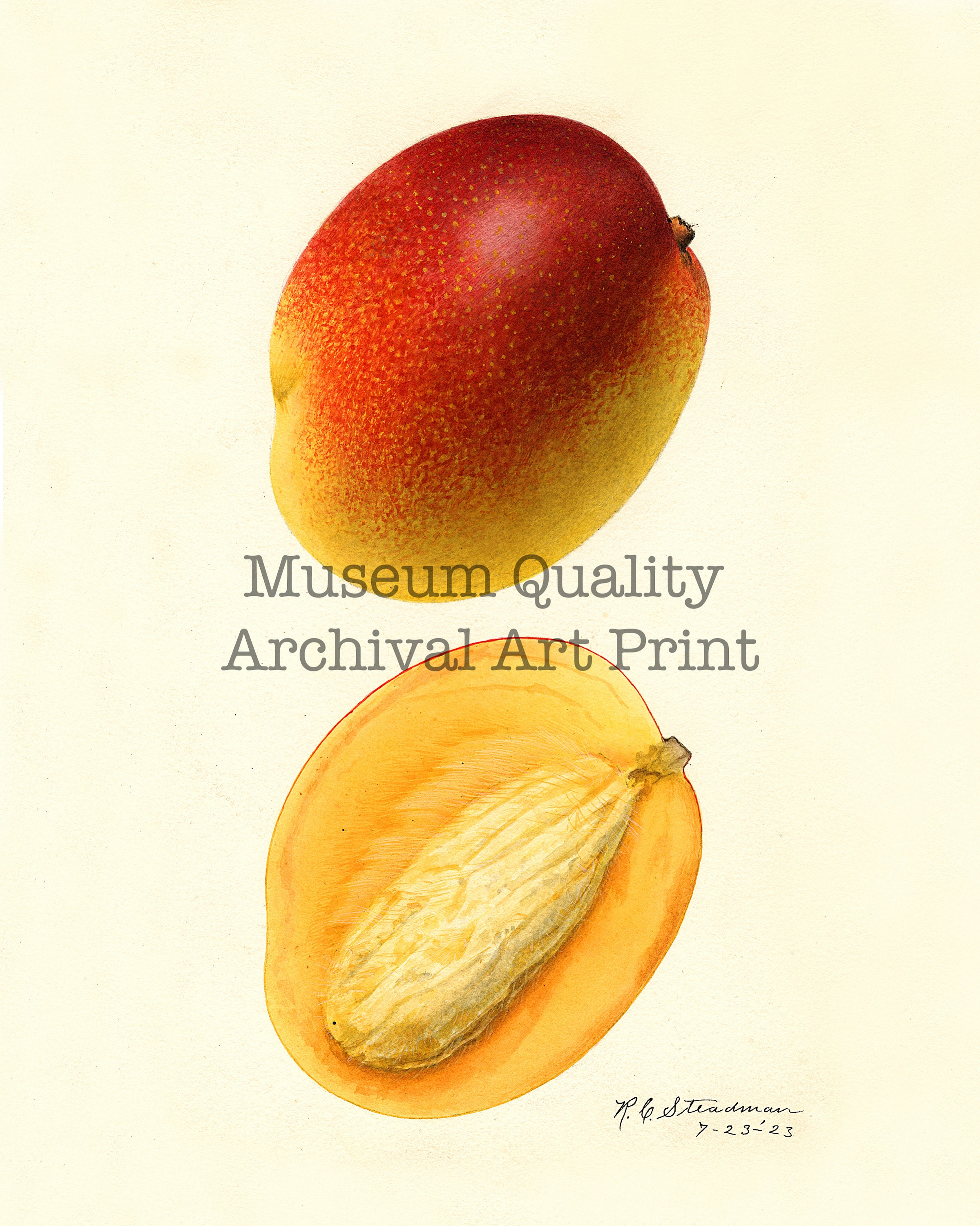 Mango-pomology Restored Remastered Museum Quality Archival Giclée ...