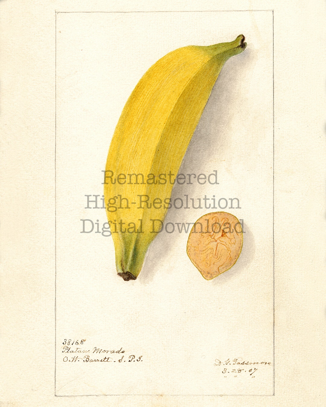 Plantain Pomology -remastered High-resolution Digital Download ...