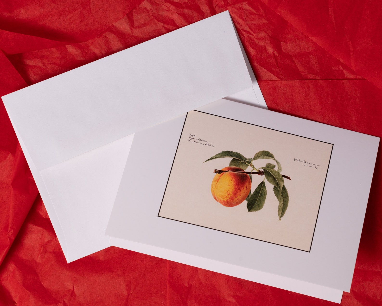 Pomology Fruit Framable Cards 10-pack -colorful Gift Kitchen Decor 5x7 ...