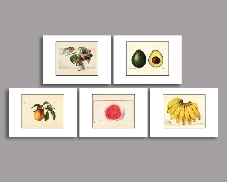 Pomology Fruit Framable Cards 10-pack -colorful Gift Kitchen Decor 5x7 ...
