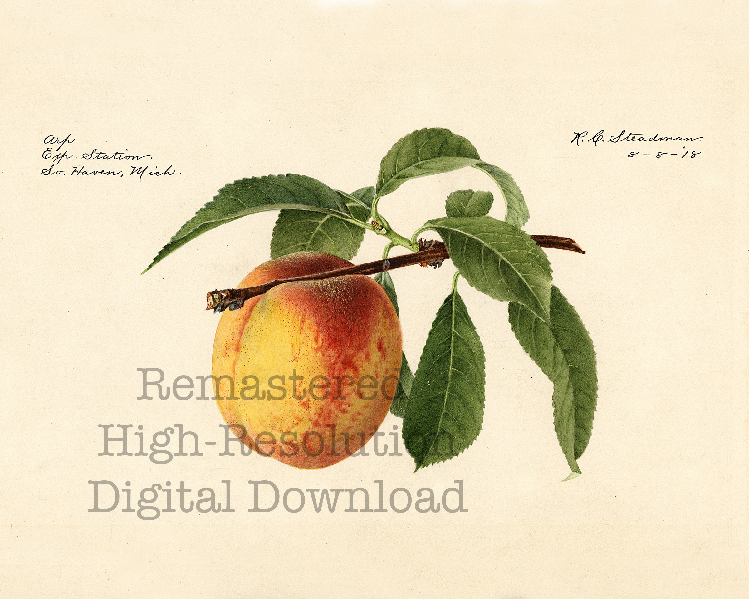 Peach Pomology - Remastered High-resolution Digital Download ...