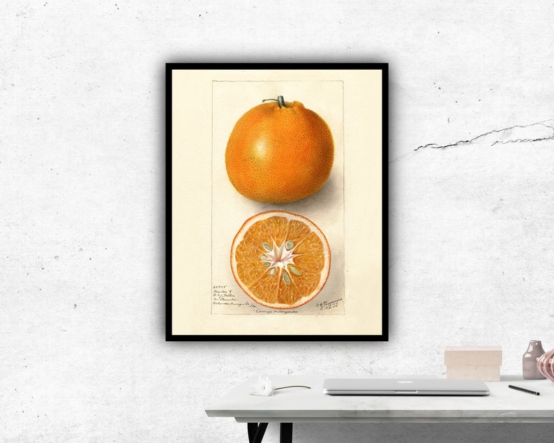 Orange -pomology Restored Remastered Museum Quality Archival Giclée ...
