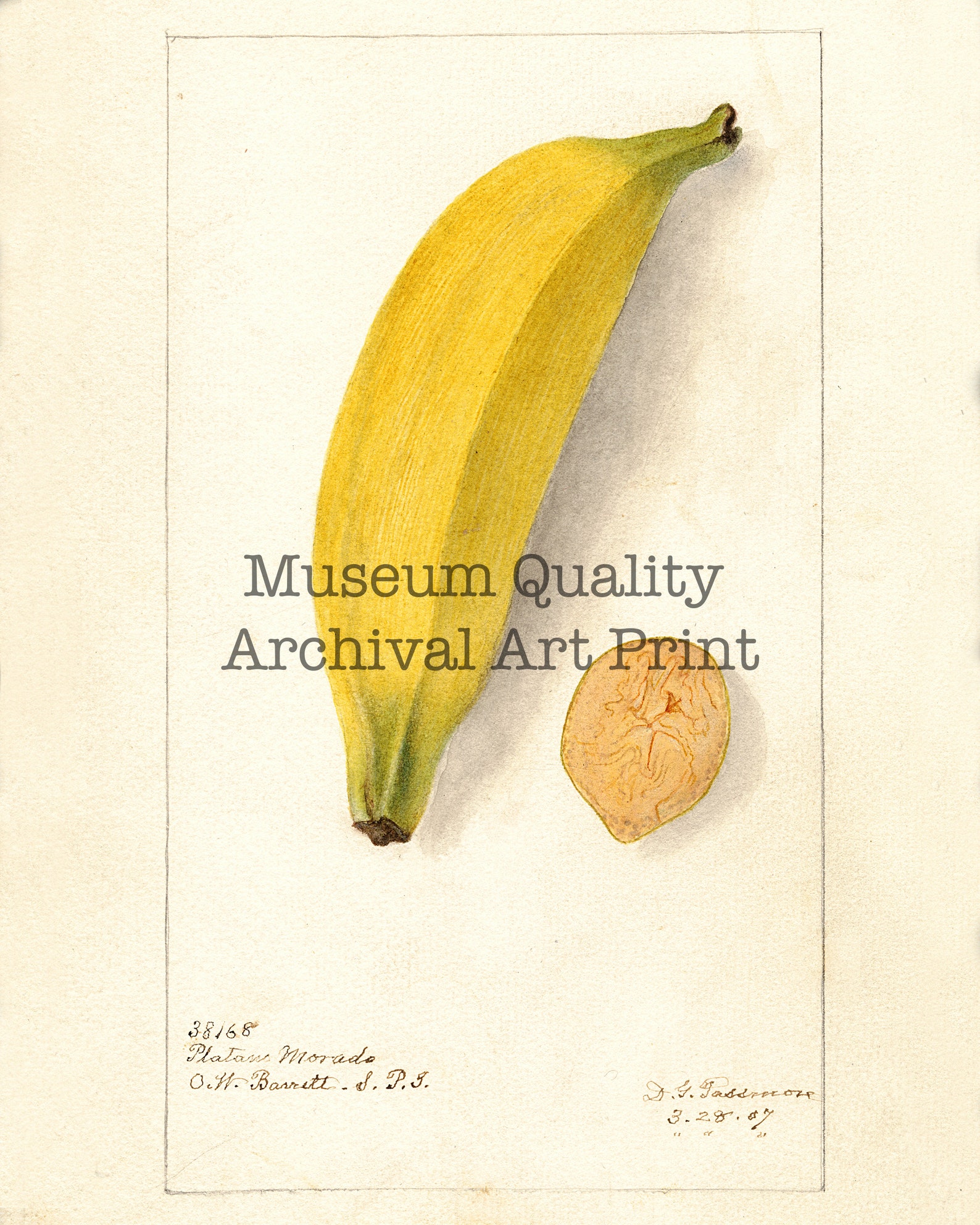 Plantain -pomology Restored Remastered Museum Quality Archival Giclée ...