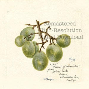 Muscat Grapes Pomology-remastered High-resolution Digital Download ...