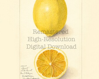 Pineapple Pomology-Remastered High-Resolution Digital Download ...