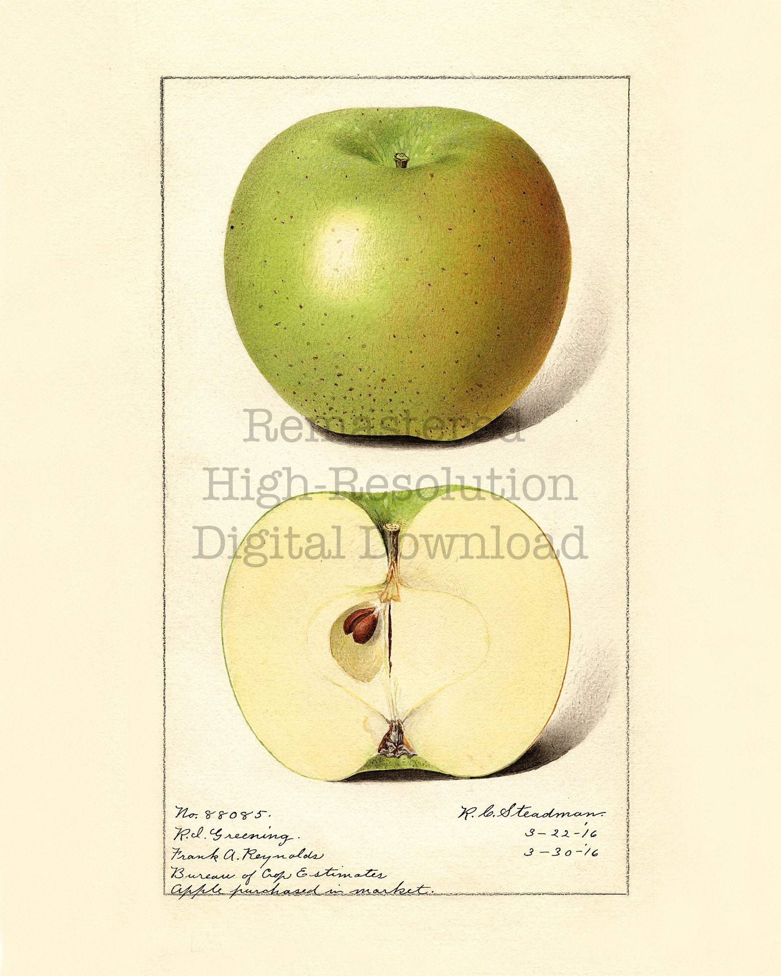 Green Apple Pomology-remastered High-resolution Digital Download ...
