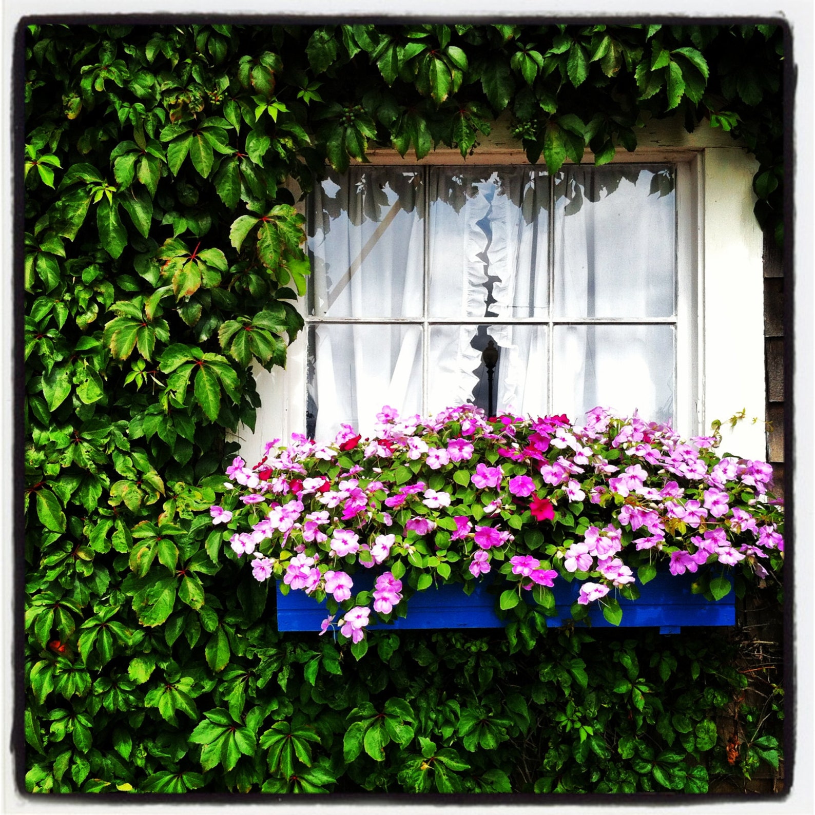 Martha's Vineyard Window Photographic Print or Canvas - Etsy