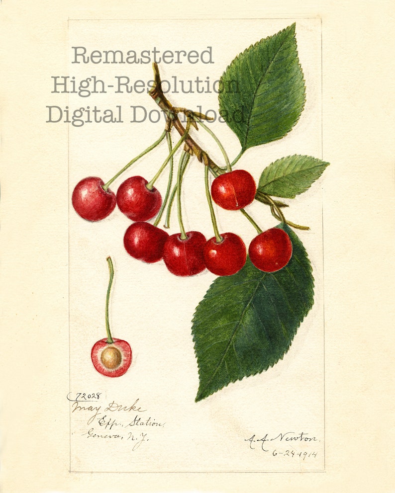 Cherry Pomology - Remastered High-resolution Digital Download ...