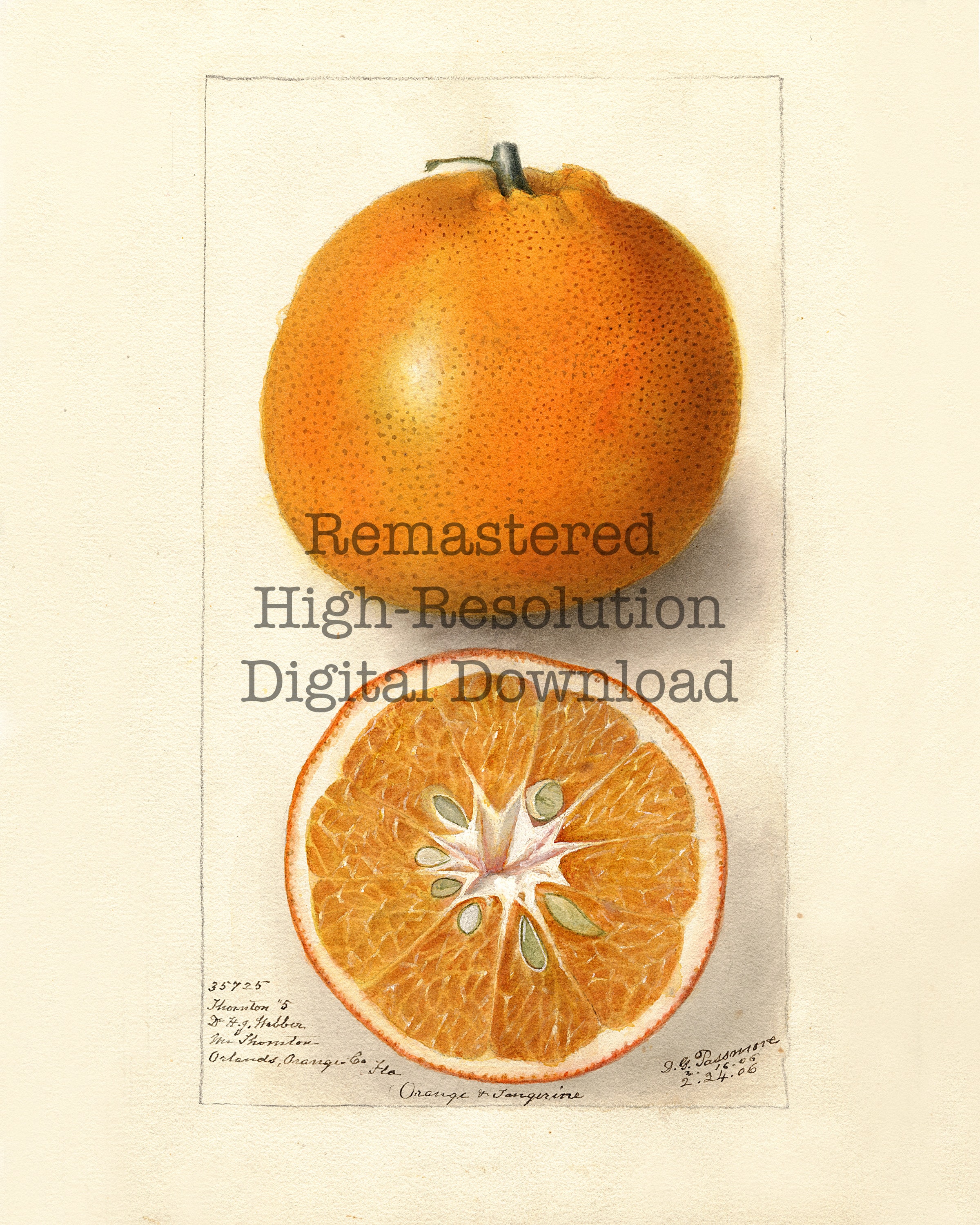 Pineapple Pomology-Remastered High-Resolution Digital Download ...