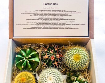 Cacti Succulent | Etsy