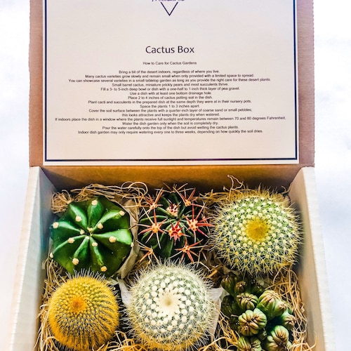 Cactus Arrangement Green Gift. - Etsy