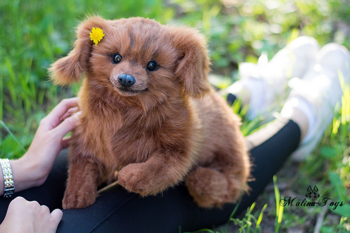 In Stockfor Sale Cute Puppy Fluffy Dog. Dachshund.100% | Etsy