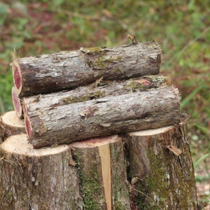 Four Red Cedar Live Edge Log Cuts 12 In - Etsy
