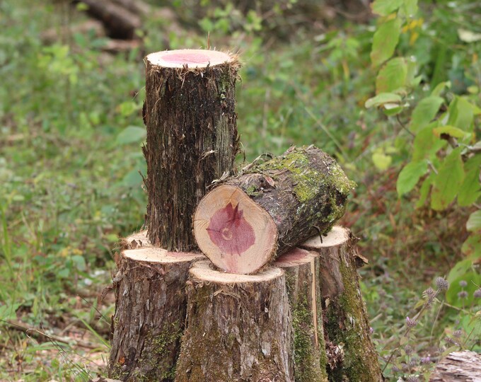Fresh Cut Live Edge Red Cedar Logs 12 In - Etsy