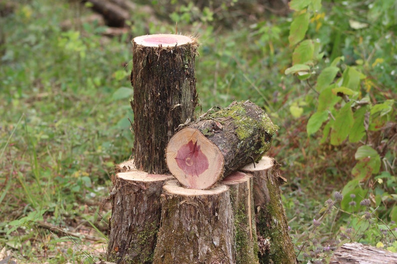Fresh Cut Live Edge Red Cedar Logs 12 in | Etsy