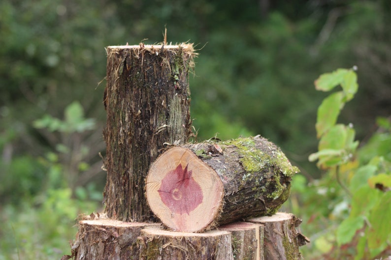 Fresh Cut Live Edge Red Cedar Logs 12 in | Etsy