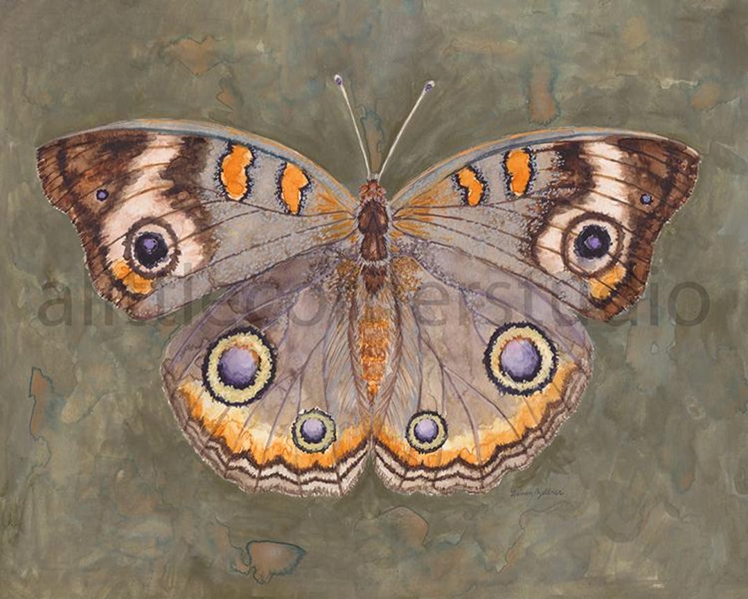 Print of Buckeye Butterfly Painting, Fine Art Giclee Print of ...