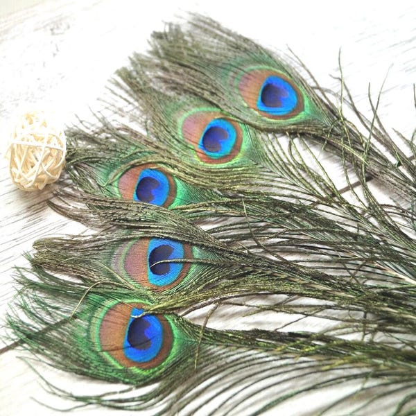 Real Peacock Feather - Etsy