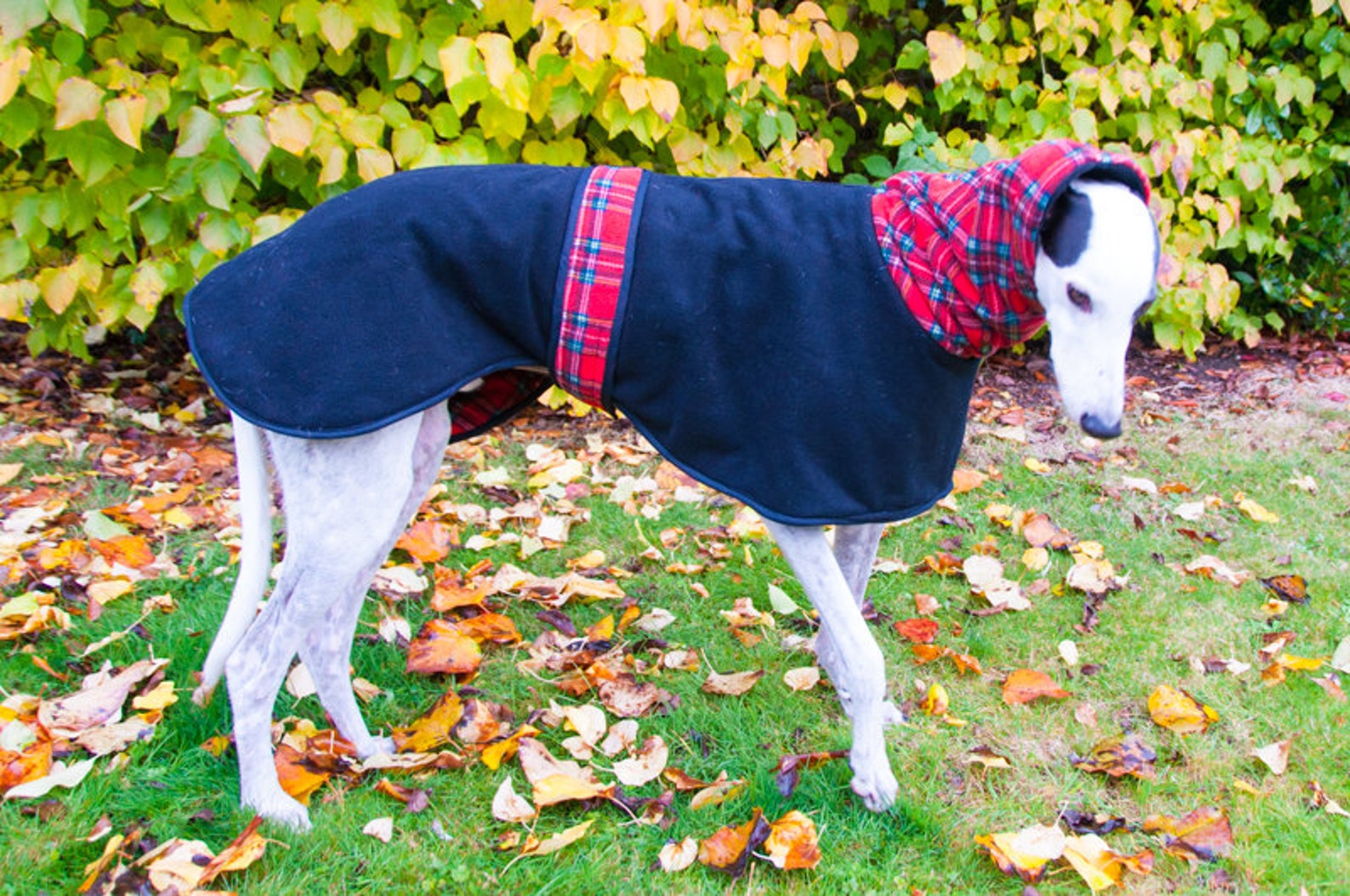 Whippet Fleece Coat Greyhound Fleece Fleece Dog Coat - Etsy UK