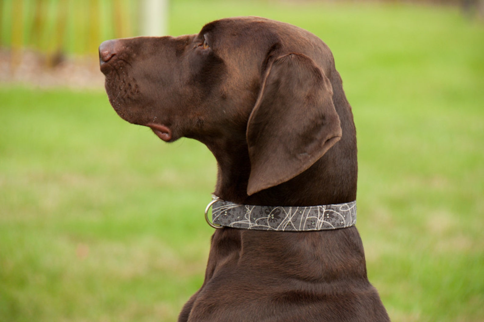 Custom Made Collar, Spiders Web Dog Collar,dog Collar, Swarovski ...