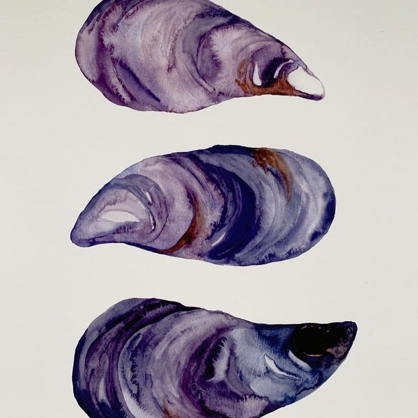 Mussel Shells - Etsy