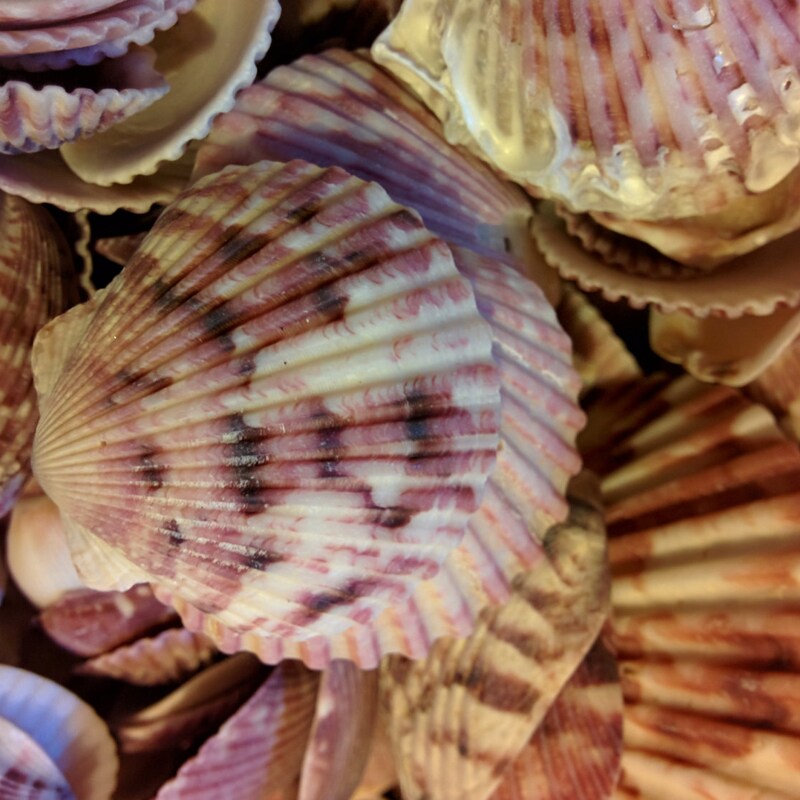 Calico Scallop Shell - Etsy
