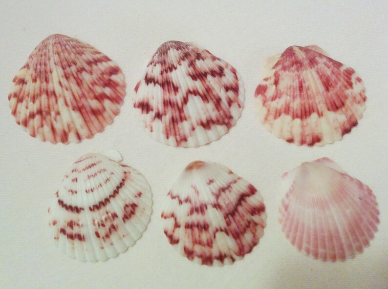 1/2 In. 1.25 Cm Pink Spotted Calico Scallops Sea Shells 100 Pieces ...