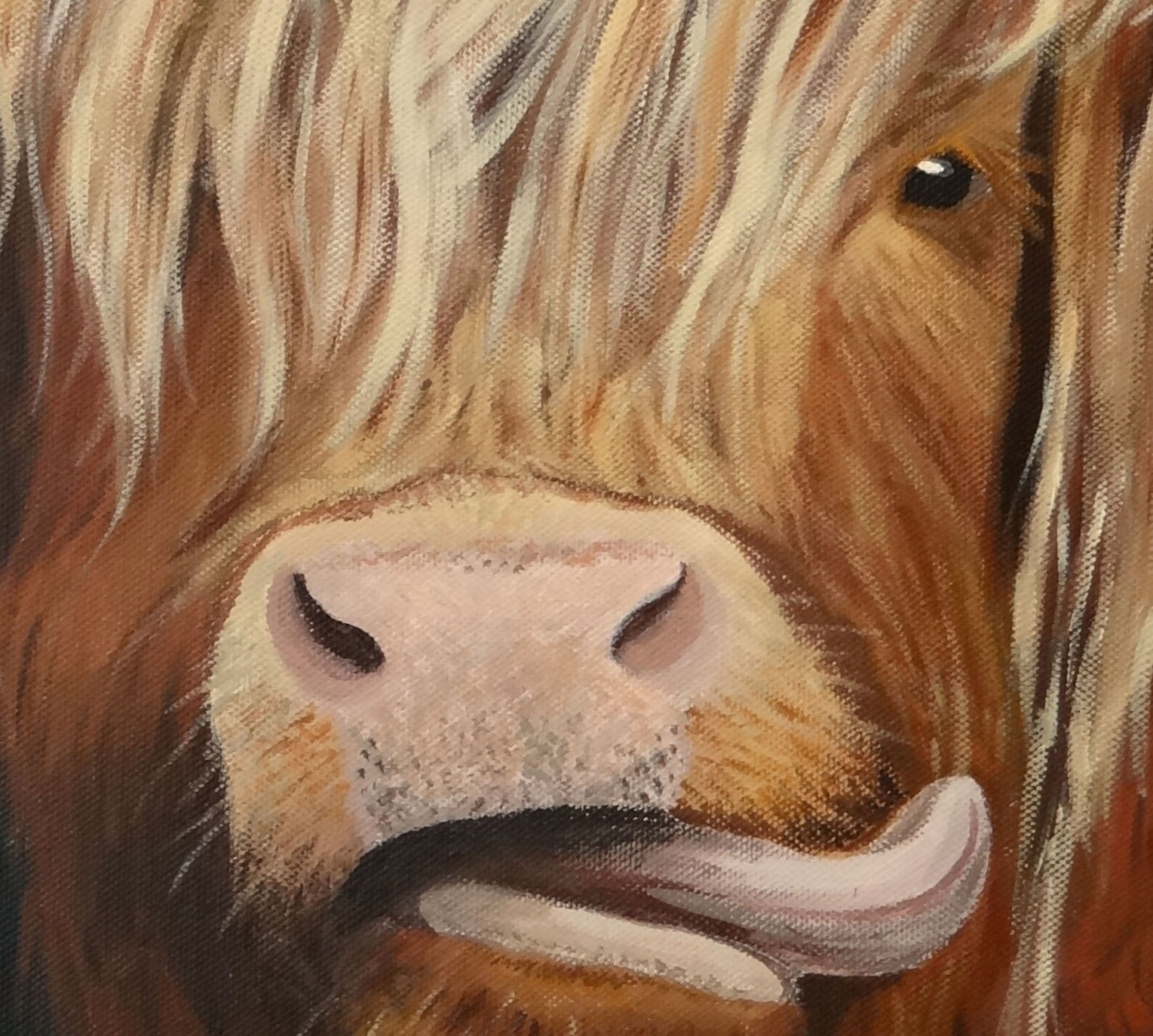 Highland Bull Print, limited Edition of 100 Got It Licked Giclee Print ...