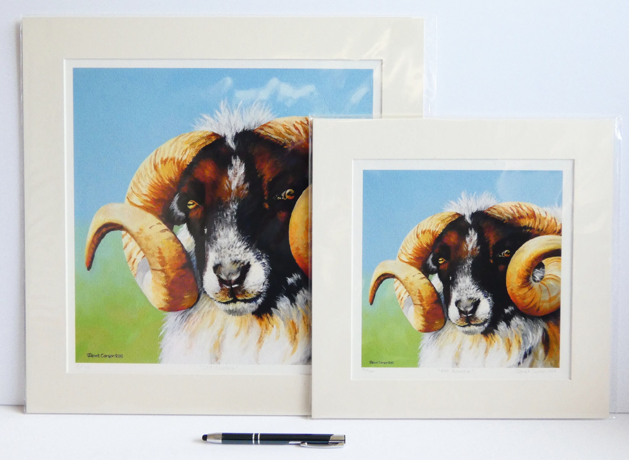 Sheep Print Scottish Blackface Tup Giclée Print LE 100 - Etsy