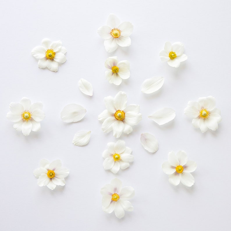 Wild Poppy Mandala Digital Print, Meditation Art, Square Print ...