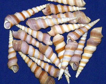 Purple seashells | Etsy