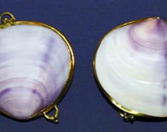 Real Seashell Trinket Coin Pill Jewelry Box or Purse | Etsy