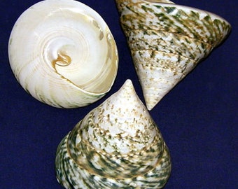 Trochus Shell | Etsy