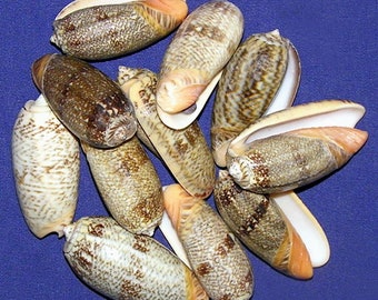 Olive seashells | Etsy