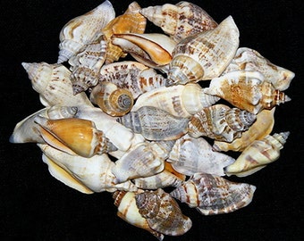 Bulk seashells | Etsy